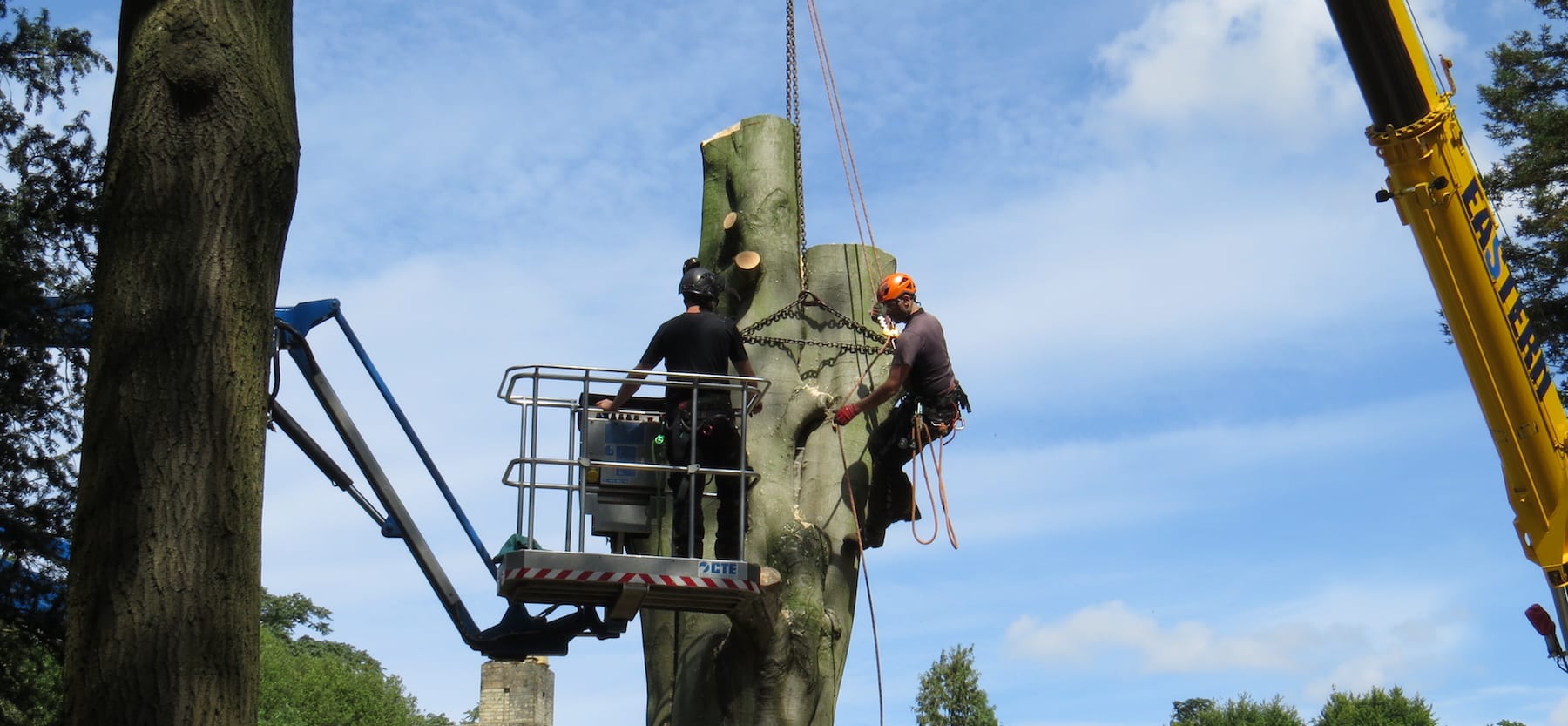 Insurance for Tree Surgeons and Forestry Contractors