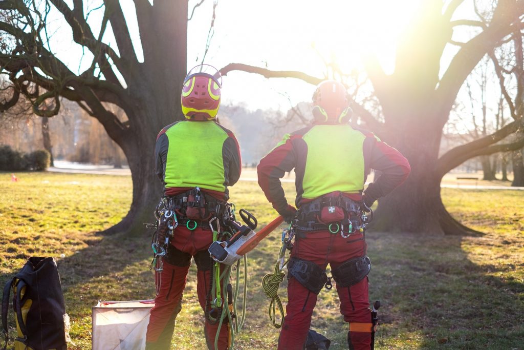 Public Liability | Tree Surgeon Insurance