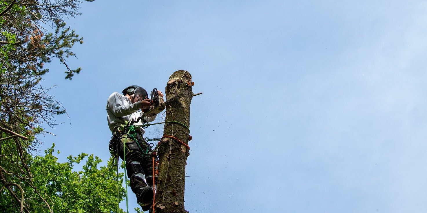 Tree Bank Holiday ! | Tree Surgeon Insurance